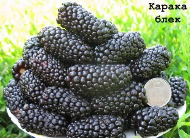 Blackberry Karaka Umukara: ibisobanuro bitandukanye, amafoto, gusubiramo, ibiranga, gutera no kwitaho 237_8