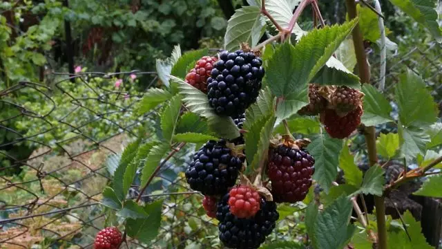 Blackberry Triple Crown (Triple Crown): lýsing á fjölbreytni, myndir, umsagnir, gróðursetningu og umhirðu