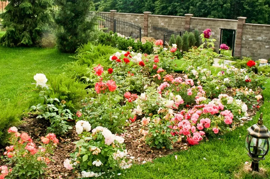 Un parterre de floració contínua de plantes perennes: esquemes