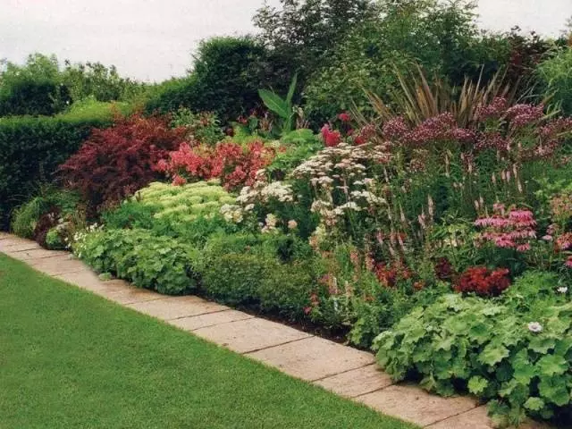 En rabatt med kontinuerlig blomning av stauder: scheman 247_4