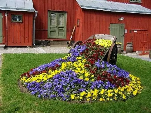 En rabatt med kontinuerlig blomning av stauder: scheman 247_6