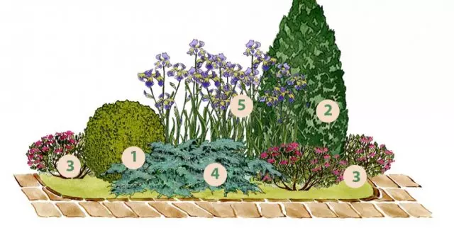 Beete von Nadelbäumen: Schemata mit Sträuchern, Stauden, Blumen, Fotos 249_10