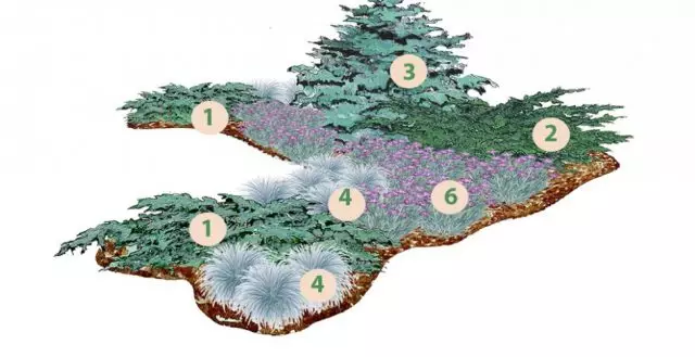 針葉樹のベッド：低木、多年生植物、花、写真のスキーム 249_11