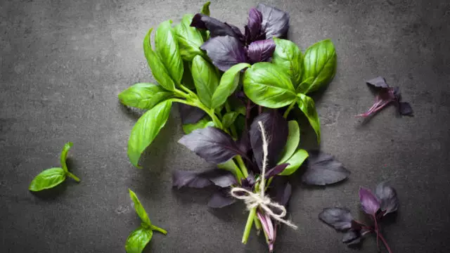 Basil: growing from seeds, when to sow for seedlings, video 2514_1