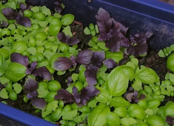 Basil: growing from seeds, when to sow for seedlings, video 2514_10