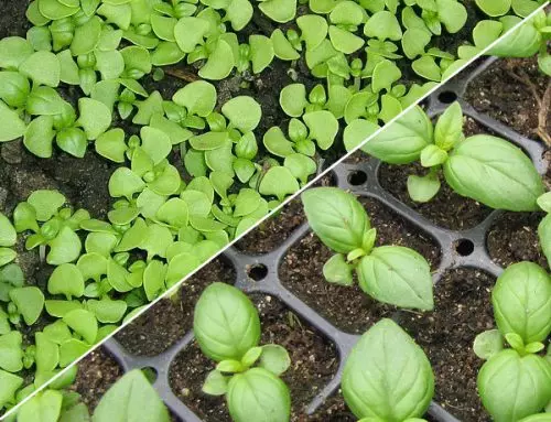 Basil: growing from seeds, when to sow for seedlings, video 2514_11