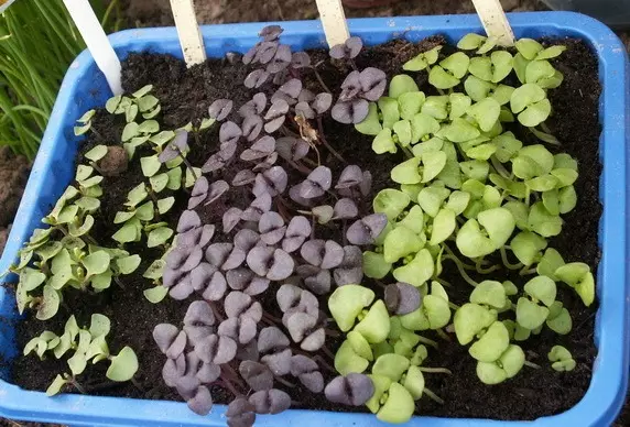 Basil: growing from seeds, when to sow for seedlings, video 2514_12