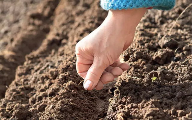 Basil: growing from seeds, when to sow for seedlings, video 2514_13