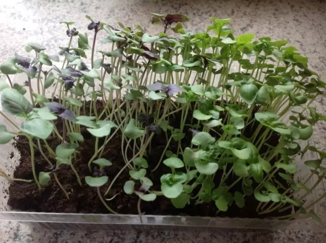 Basil: growing from seeds, when to sow for seedlings, video 2514_16