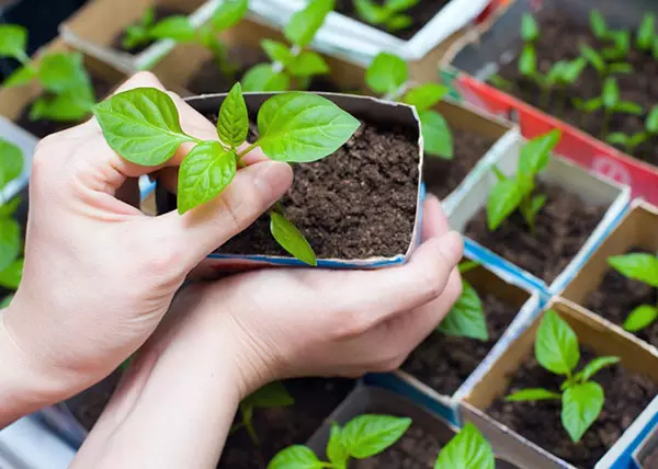 Basil: growing from seeds, when to sow for seedlings, video 2514_17