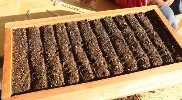 Basil: growing from seeds, when to sow for seedlings, video 2514_7