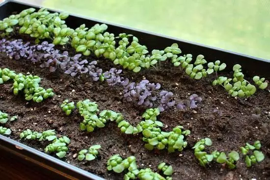 Basil: growing from seeds, when to sow for seedlings, video 2514_9