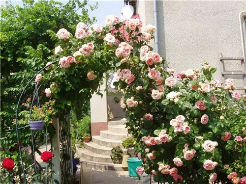 Suporte para uma rosa trepadeira com suas próprias mãos + foto