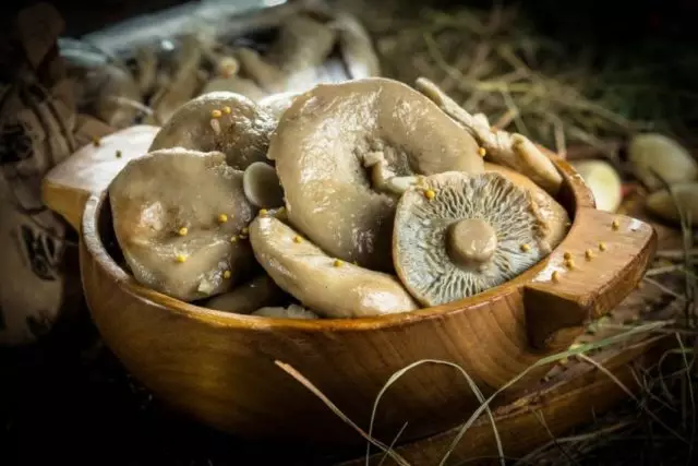 Como escabeche de cogomelos de leite de xeito rápido e saboroso: receitas sinxelas para escabeche para o inverno na casa, sen remollo, en botes 2558_1