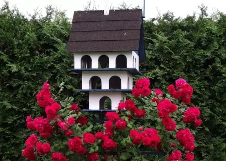 Lits de conifères et de roses: combinaisons, compositions, photos en aménagement paysager 255_1