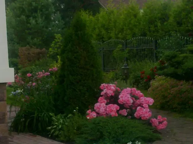 Lits de conifères et de roses: combinaisons, compositions, photos en aménagement paysager 255_3