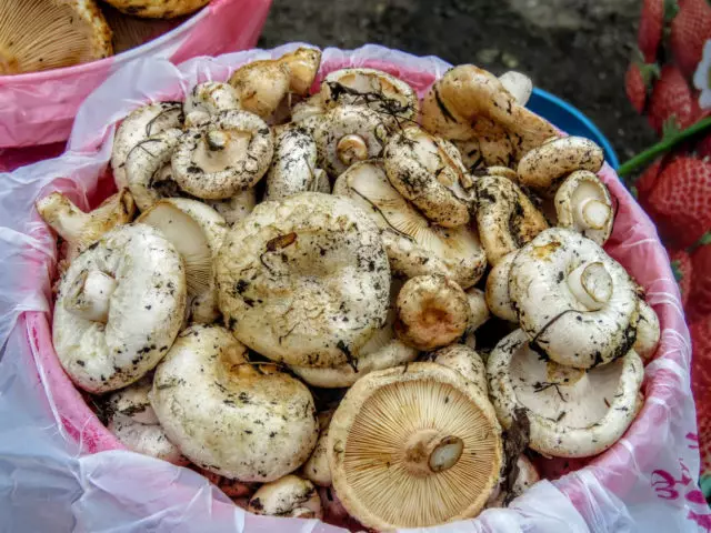 Come essiccare i funghi al latte salato per l'inverno: ricette con foto, in un barattolo, in un secchio, in una botte, video 2566_4