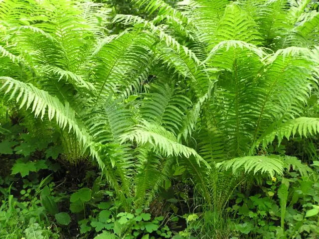 O que a samambaia cresce na floresta: selvagem, floresta, foto, propriedades medicinais