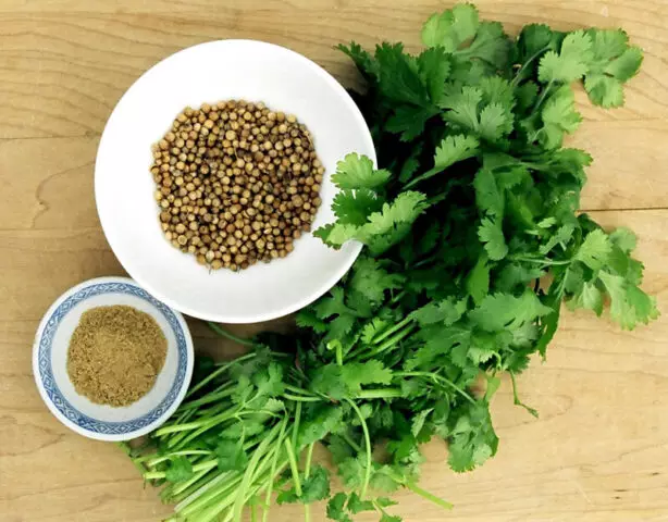 How to dry cilantro for the winter 2591_1