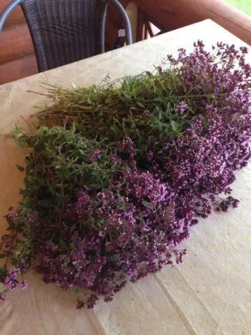 Sei uye nguva yekukohwa thyme (thyme) yekuomesa yechando 2592_3