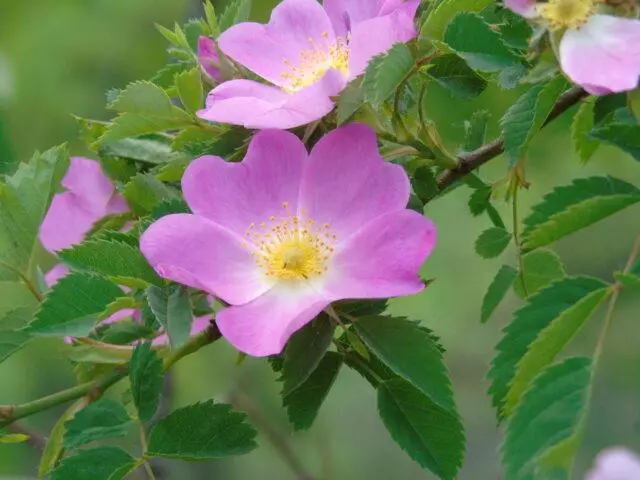 Rosa mosqueta: cómo secar frutas, pétalos, flores, raíces en una secadora eléctrica, microondas para el invierno, temperatura de secado, si necesita lavar las materias primas 2599_3