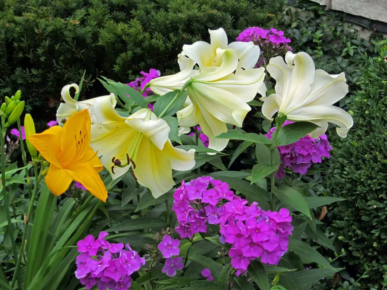 Amb què es pot plantar flox: al jardí, en un llit de flors, en una parcel·la, amb quines flors es combinen, foto