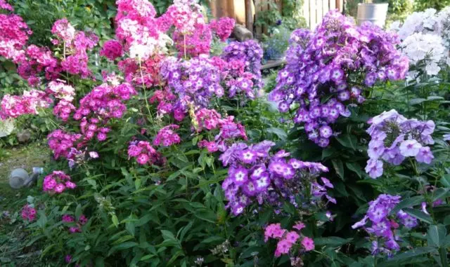 Waarmee kan jy phlox plant: in die tuin, in 'n blombedding, op 'n erf, met watter blomme gekombineer word, foto 259_1