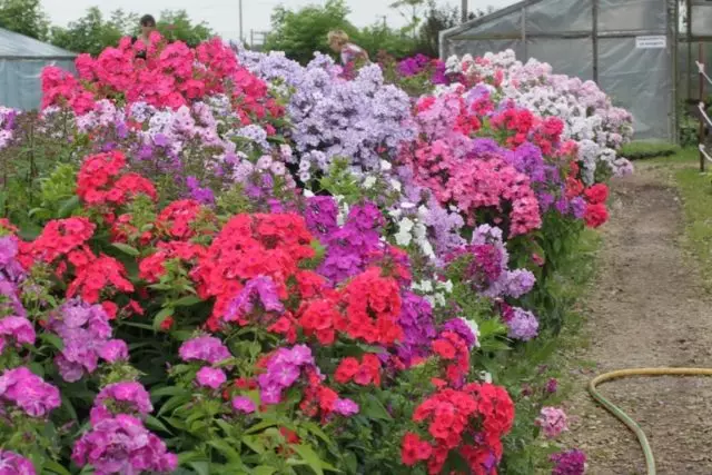 Phlox'u neyle ekebilirsin: bahçede, çiçek tarhında, arsada, hangi çiçeklerin birleştiği, fotoğraf 259_10