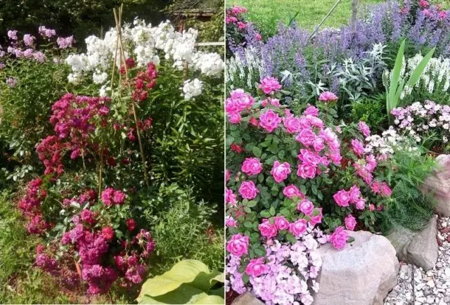 Waarmee kan jy phlox plant: in die tuin, in 'n blombedding, op 'n erf, met watter blomme gekombineer word, foto 259_11