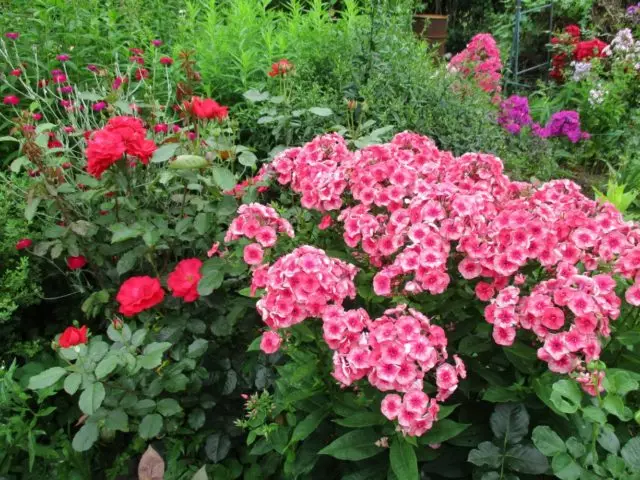 Waarmee kan jy phlox plant: in die tuin, in 'n blombedding, op 'n erf, met watter blomme gekombineer word, foto 259_12