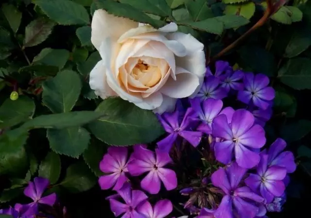 Phlox'u neyle ekebilirsin: bahçede, çiçek tarhında, arsada, hangi çiçeklerin birleştiği, fotoğraf 259_13