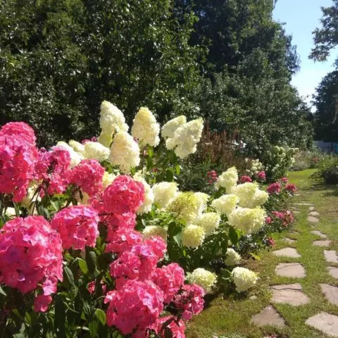 Per kio vi povas planti flokon: en la ĝardeno, en florbedo, sur intrigo, kun kiaj floroj kombiniĝas, foto 259_16