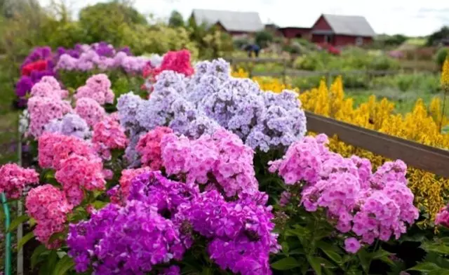 Per kio vi povas planti flokon: en la ĝardeno, en florbedo, sur intrigo, kun kiaj floroj kombiniĝas, foto 259_2