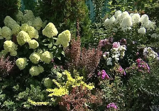 Phlox'u neyle ekebilirsin: bahçede, çiçek tarhında, arsada, hangi çiçeklerin birleştiği, fotoğraf 259_20