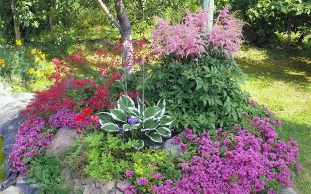 Phlox'u neyle ekebilirsin: bahçede, çiçek tarhında, arsada, hangi çiçeklerin birleştiği, fotoğraf 259_21