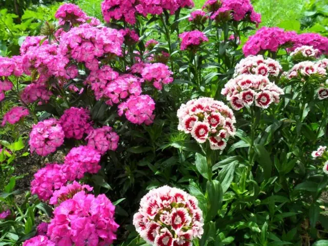 Waarmee kan jy phlox plant: in die tuin, in 'n blombedding, op 'n erf, met watter blomme gekombineer word, foto 259_22