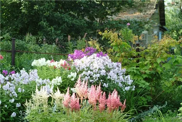 Com o que se pode plantar flox: no jardim, em um canteiro de flores, em um terreno, com que flores se combinam, foto 259_23