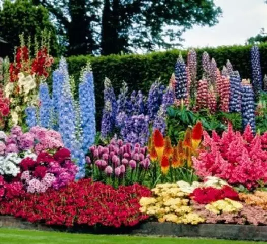 Phlox'u neyle ekebilirsin: bahçede, çiçek tarhında, arsada, hangi çiçeklerin birleştiği, fotoğraf 259_24