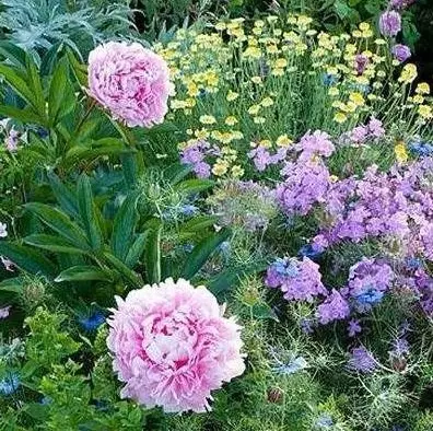 Com o que se pode plantar flox: no jardim, em um canteiro de flores, em um terreno, com que flores se combinam, foto 259_25