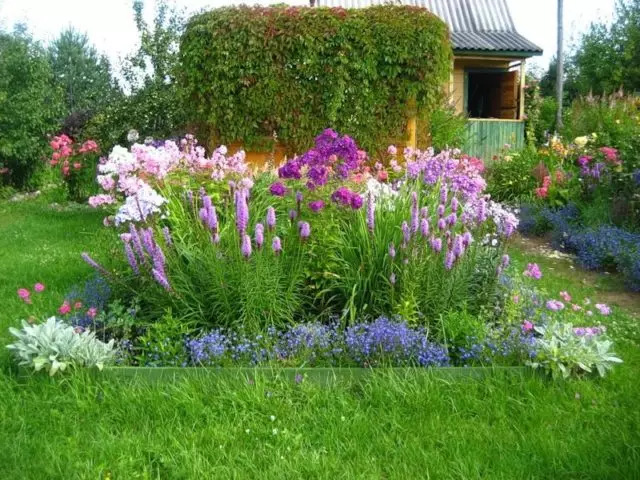 Com o que se pode plantar flox: no jardim, em um canteiro de flores, em um terreno, com que flores se combinam, foto 259_26