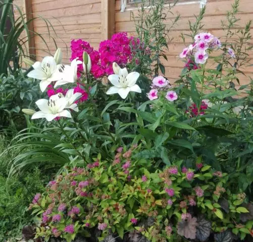 Phlox'u neyle ekebilirsin: bahçede, çiçek tarhında, arsada, hangi çiçeklerin birleştiği, fotoğraf 259_29