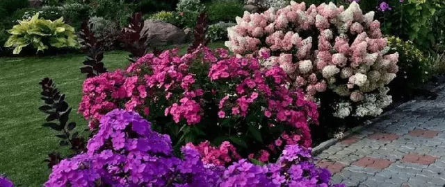 Waarmee kan jy phlox plant: in die tuin, in 'n blombedding, op 'n erf, met watter blomme gekombineer word, foto 259_3