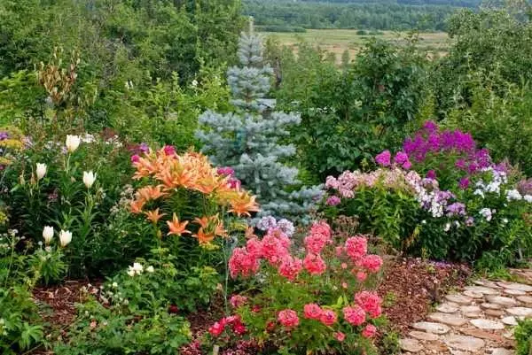 Per kio vi povas planti flokon: en la ĝardeno, en florbedo, sur intrigo, kun kiaj floroj kombiniĝas, foto 259_33