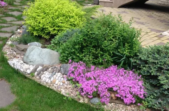 Com o que se pode plantar flox: no jardim, em um canteiro de flores, em um terreno, com que flores se combinam, foto 259_34