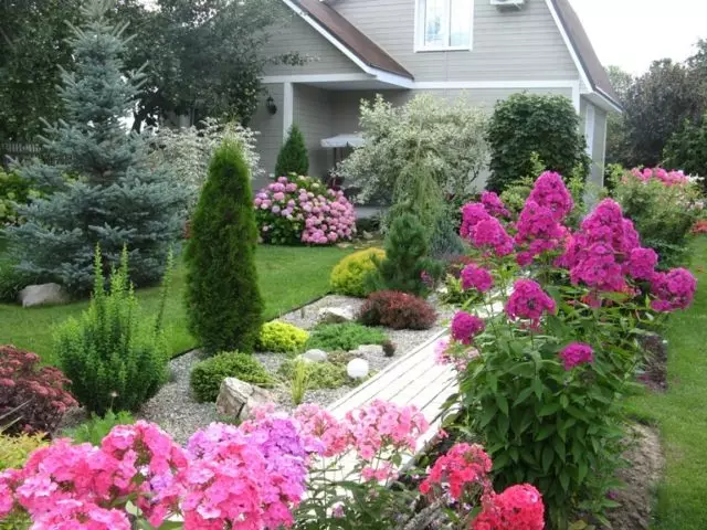 Com o que se pode plantar flox: no jardim, em um canteiro de flores, em um terreno, com que flores se combinam, foto 259_35