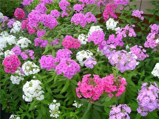 Waarmee kan jy phlox plant: in die tuin, in 'n blombedding, op 'n erf, met watter blomme gekombineer word, foto 259_4