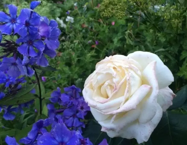 Com o que se pode plantar flox: no jardim, em um canteiro de flores, em um terreno, com que flores se combinam, foto 259_44