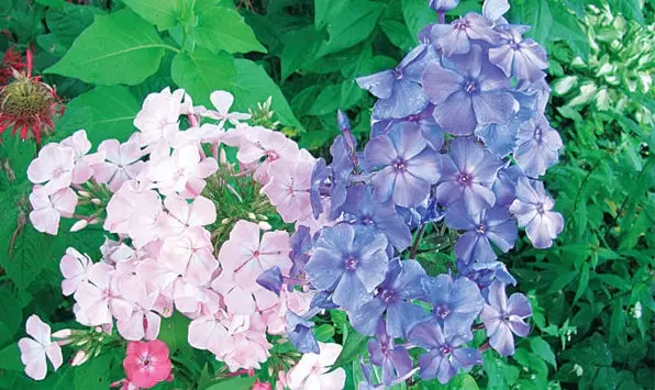 Waarmee kan jy phlox plant: in die tuin, in 'n blombedding, op 'n erf, met watter blomme gekombineer word, foto 259_46