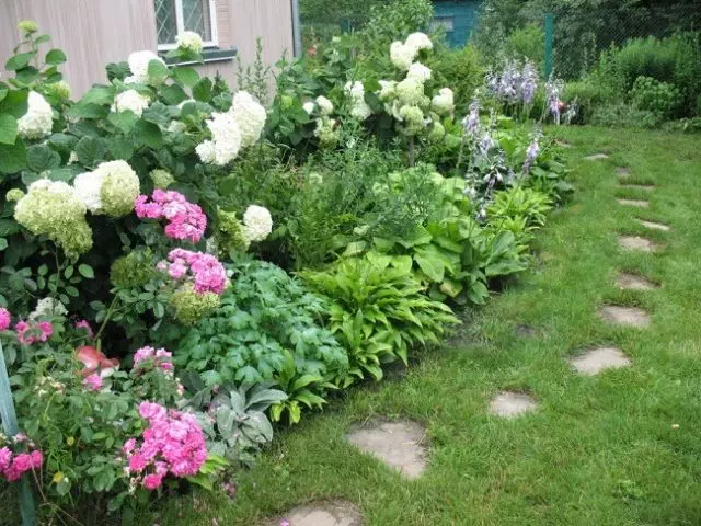 Com o que se pode plantar flox: no jardim, em um canteiro de flores, em um terreno, com que flores se combinam, foto 259_47