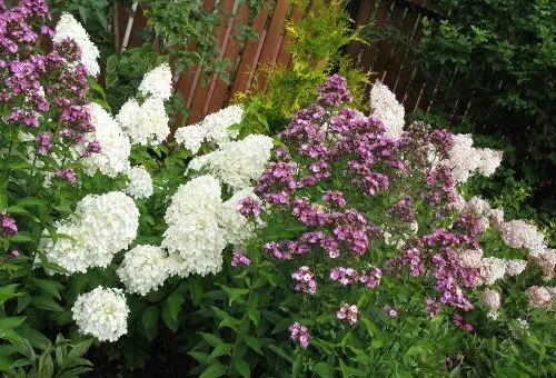 Waarmee kan jy phlox plant: in die tuin, in 'n blombedding, op 'n erf, met watter blomme gekombineer word, foto 259_48